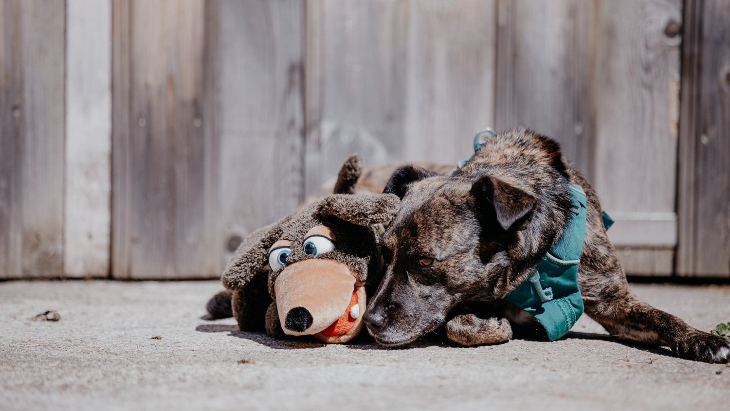 Psy Dogs – powered by PERFECT-EDV IT Services GmbH